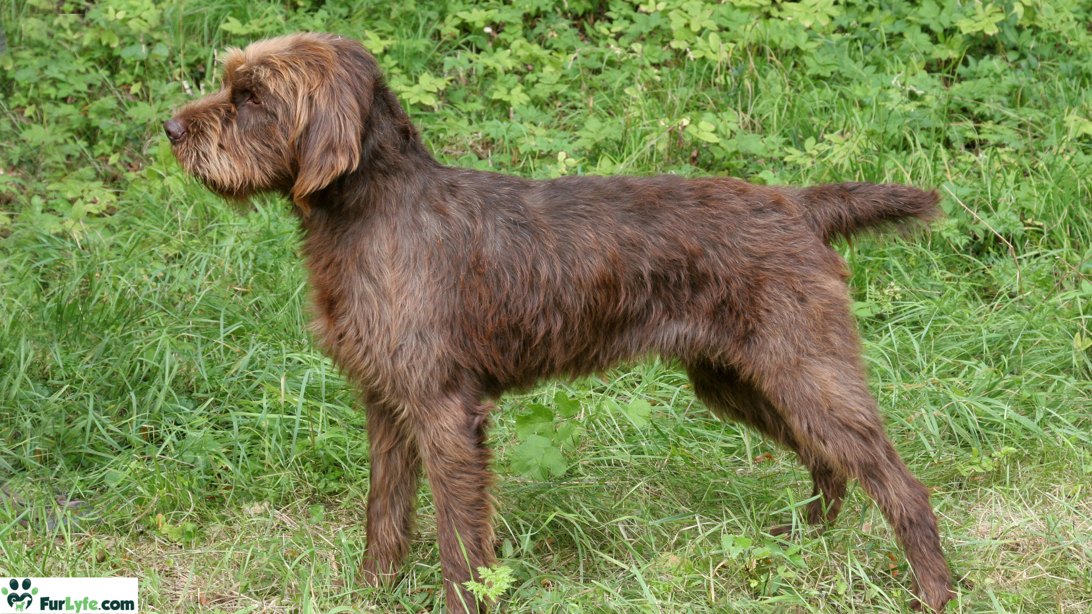 Pudelpointer - FurLyfe!