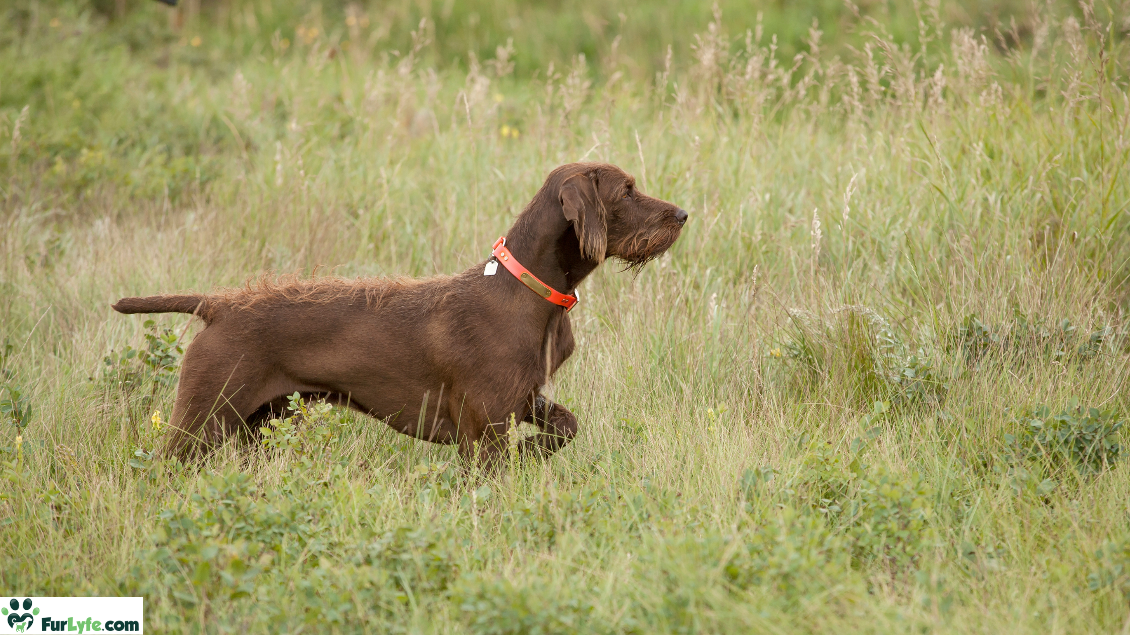 Pudelpointer - FurLyfe!