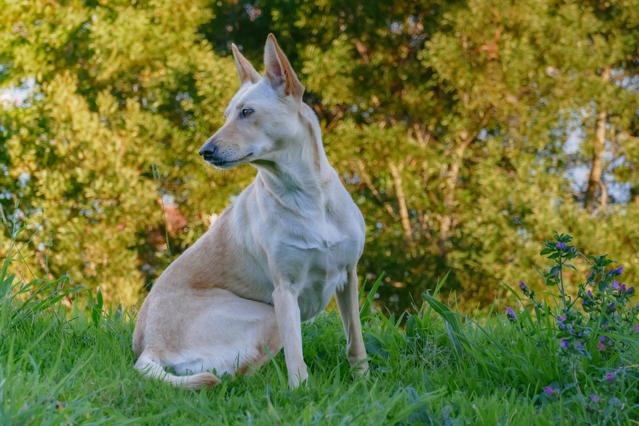 Portuguese Podengo - FurLyfe!