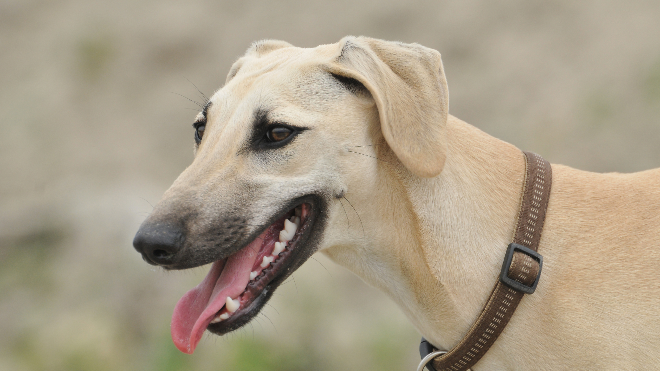 Sloughi - Dog Breed Information & Characteristics - FurLyfe!