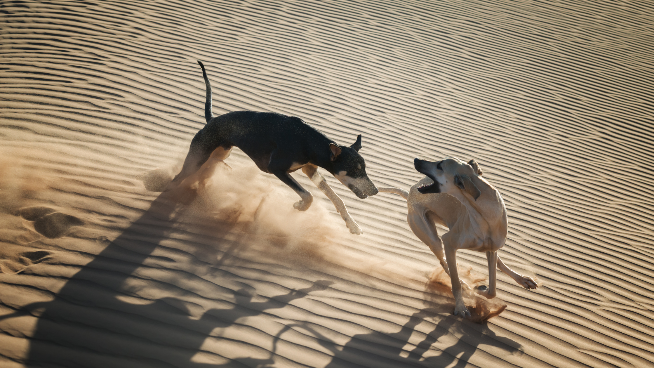 Sloughi - Dog Breed Information & Characteristics - FurLyfe!
