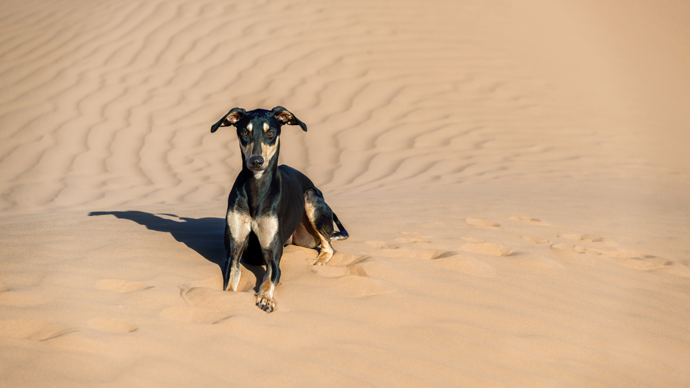 Sloughi - Dog Breed Information & Characteristics - FurLyfe!
