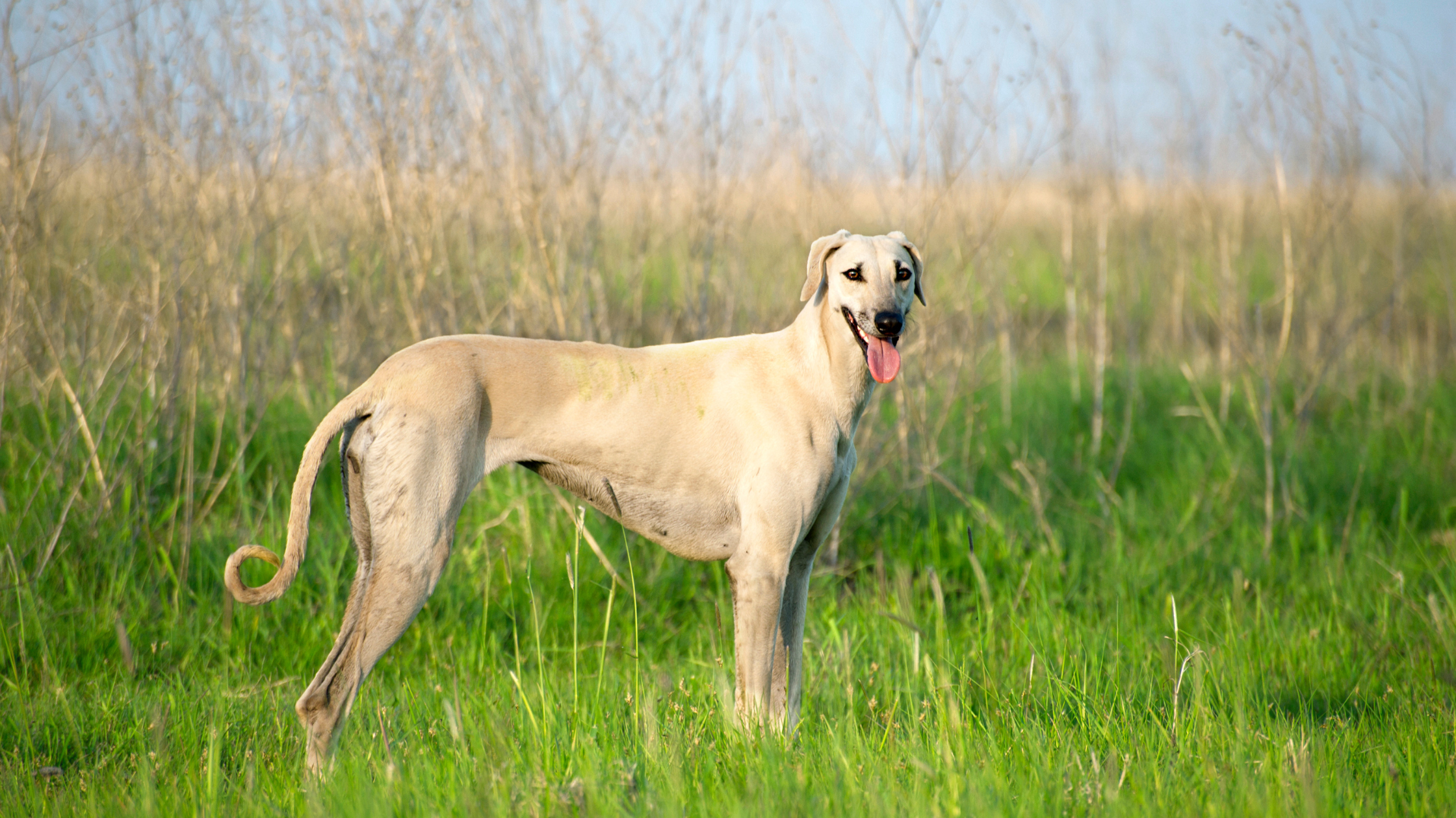 Sloughi - Dog Breed Information & Characteristics - FurLyfe!