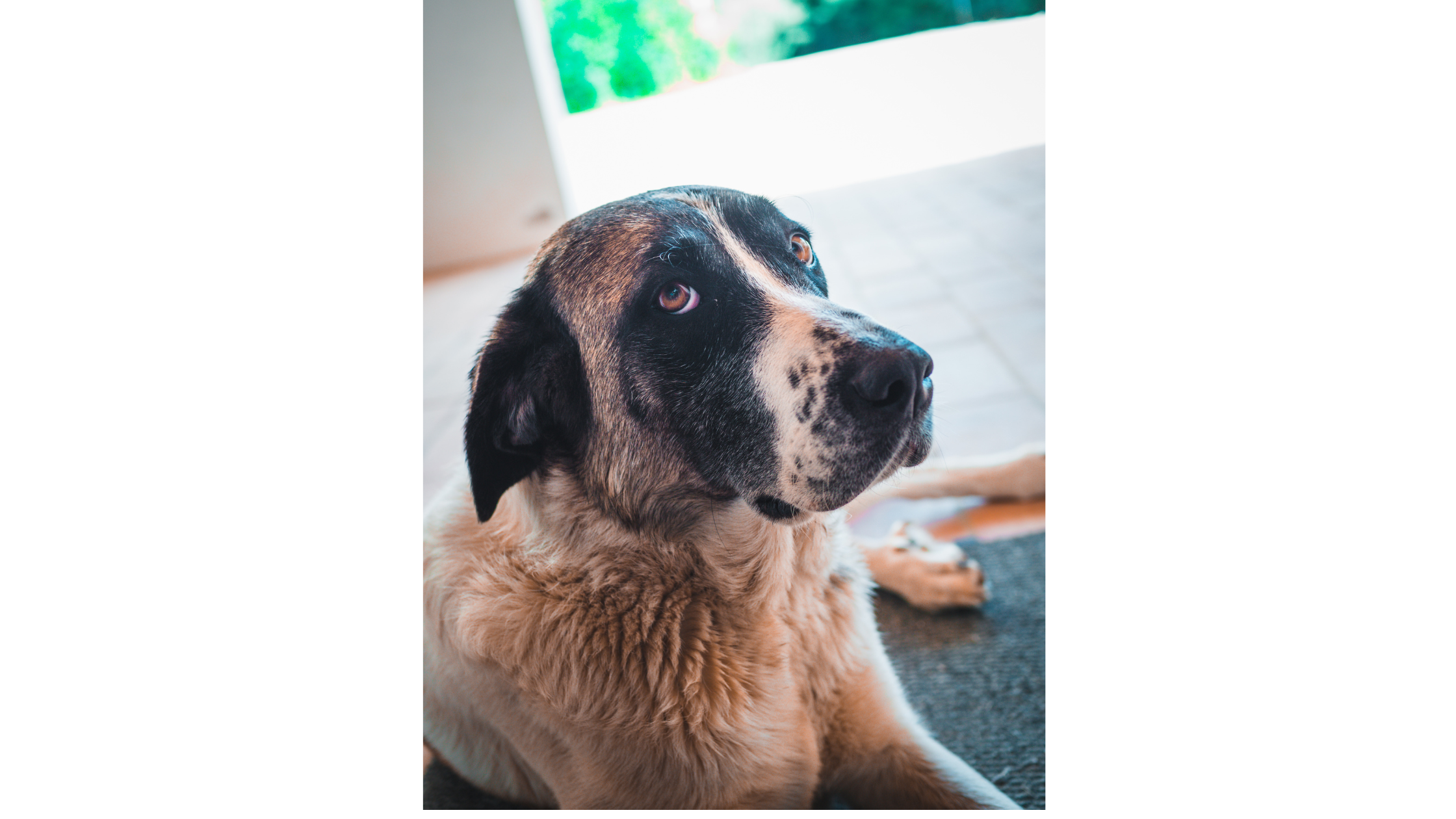 Rafeiro do Alentejo - FurLyfe!