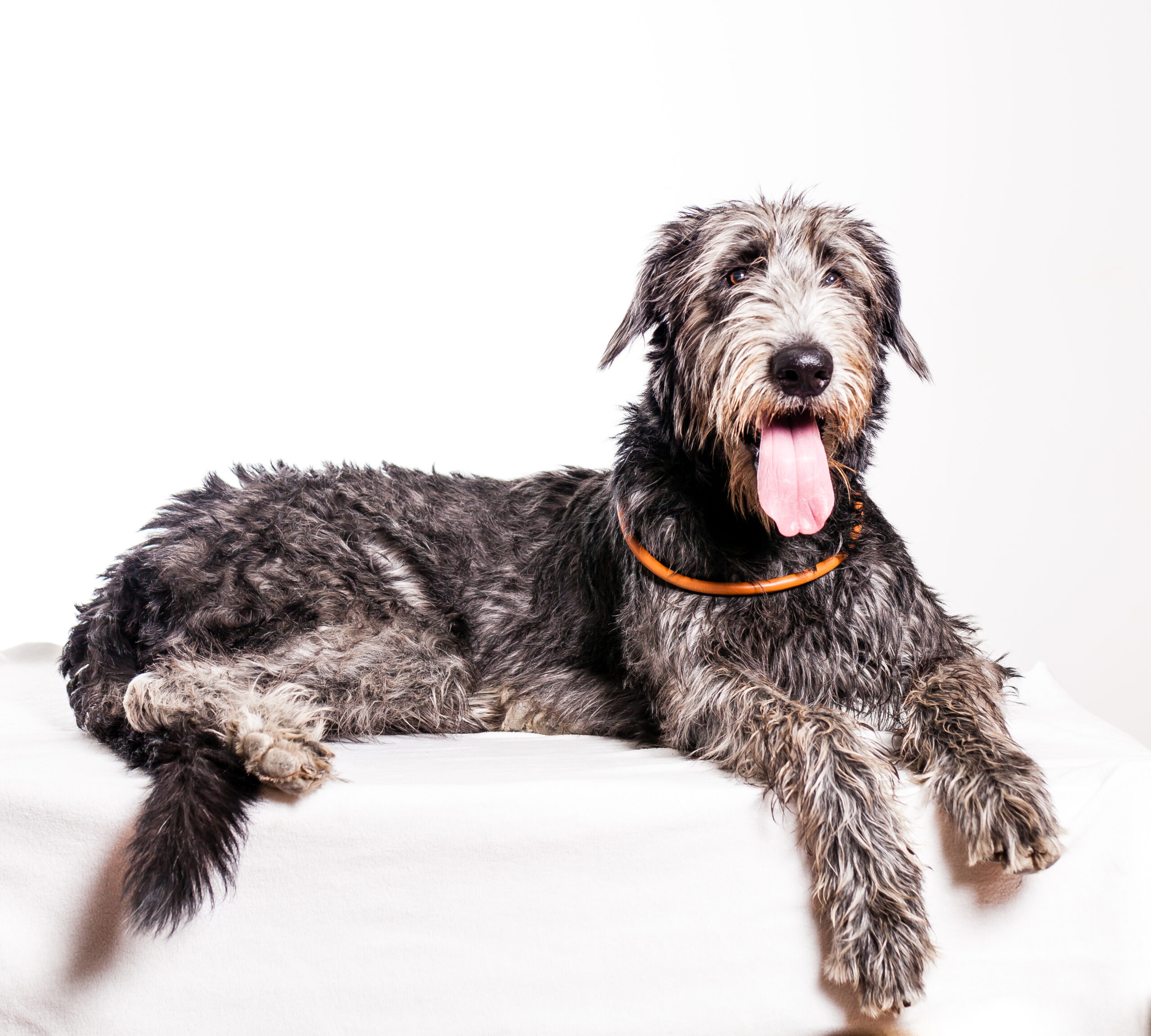 Scottish Deerhound - Dog Breed Information & Characteristics - FurLyfe!