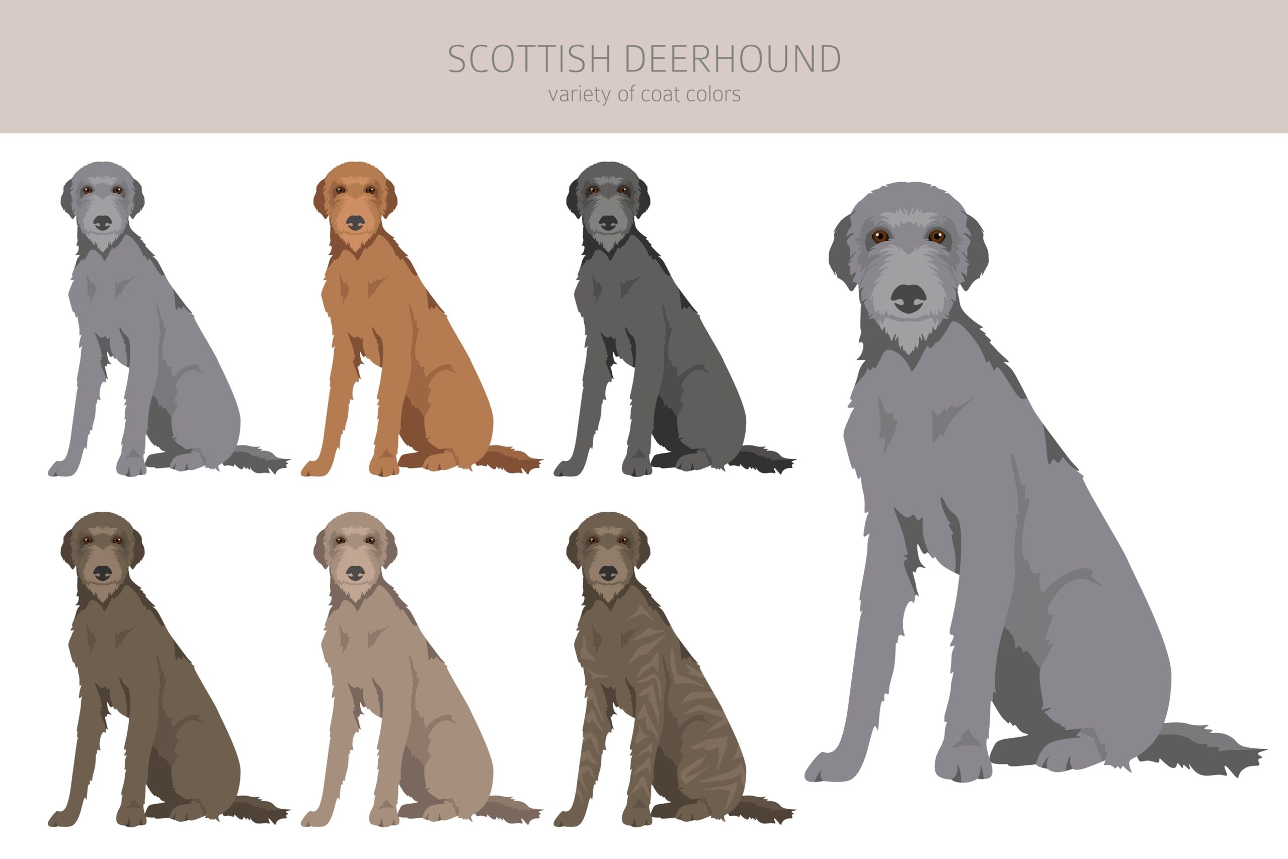 Scottish Deerhound - Dog Breed Information & Characteristics - FurLyfe!