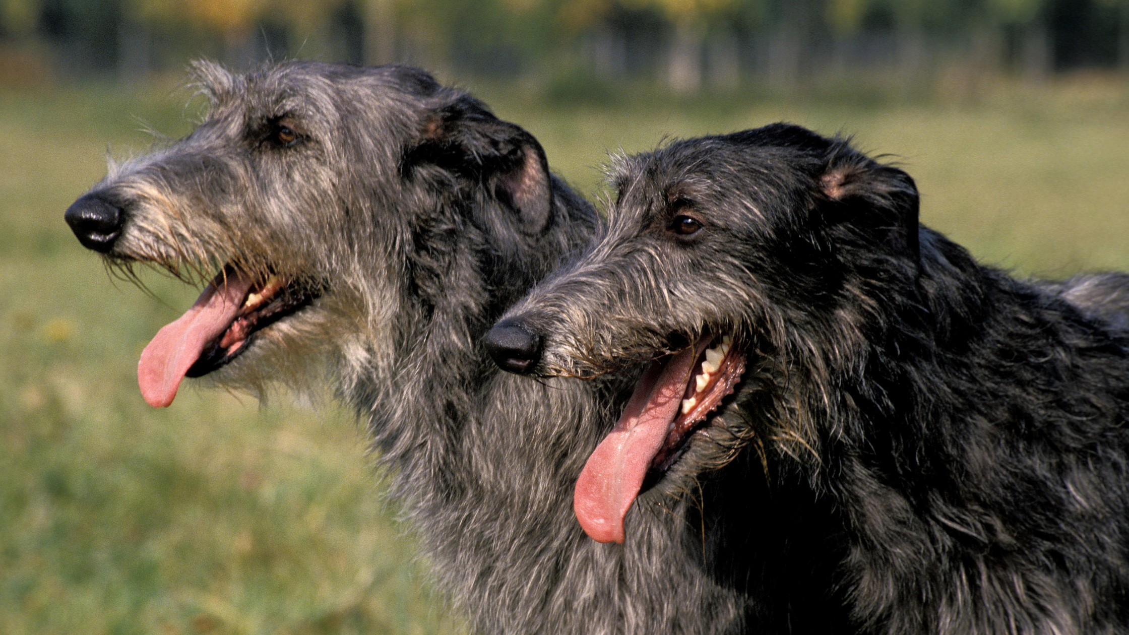 Scottish Deerhound - Dog Breed Information & Characteristics - FurLyfe!