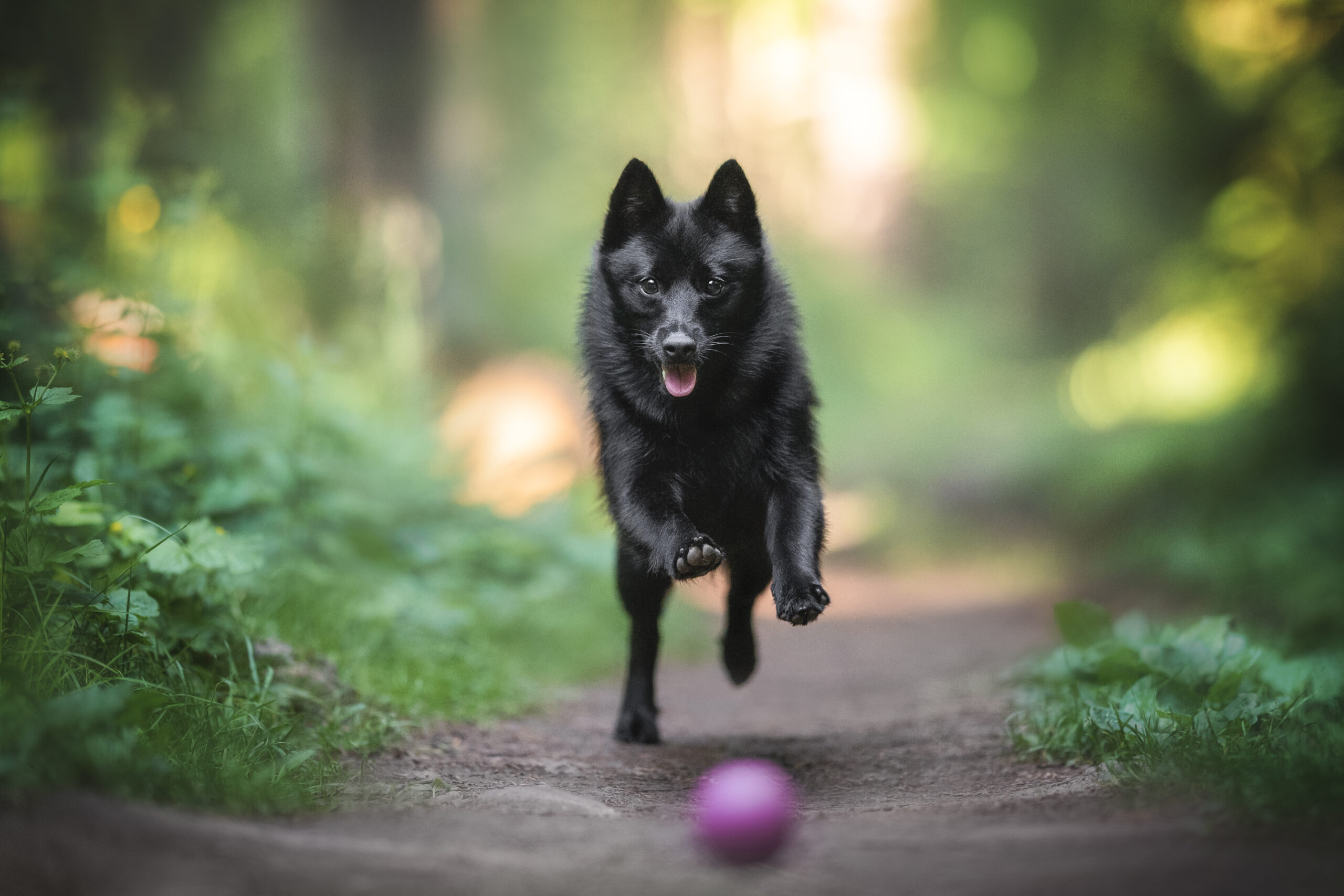 Schipperke - Dog Breed Information & Characteristics - FurLyfe!