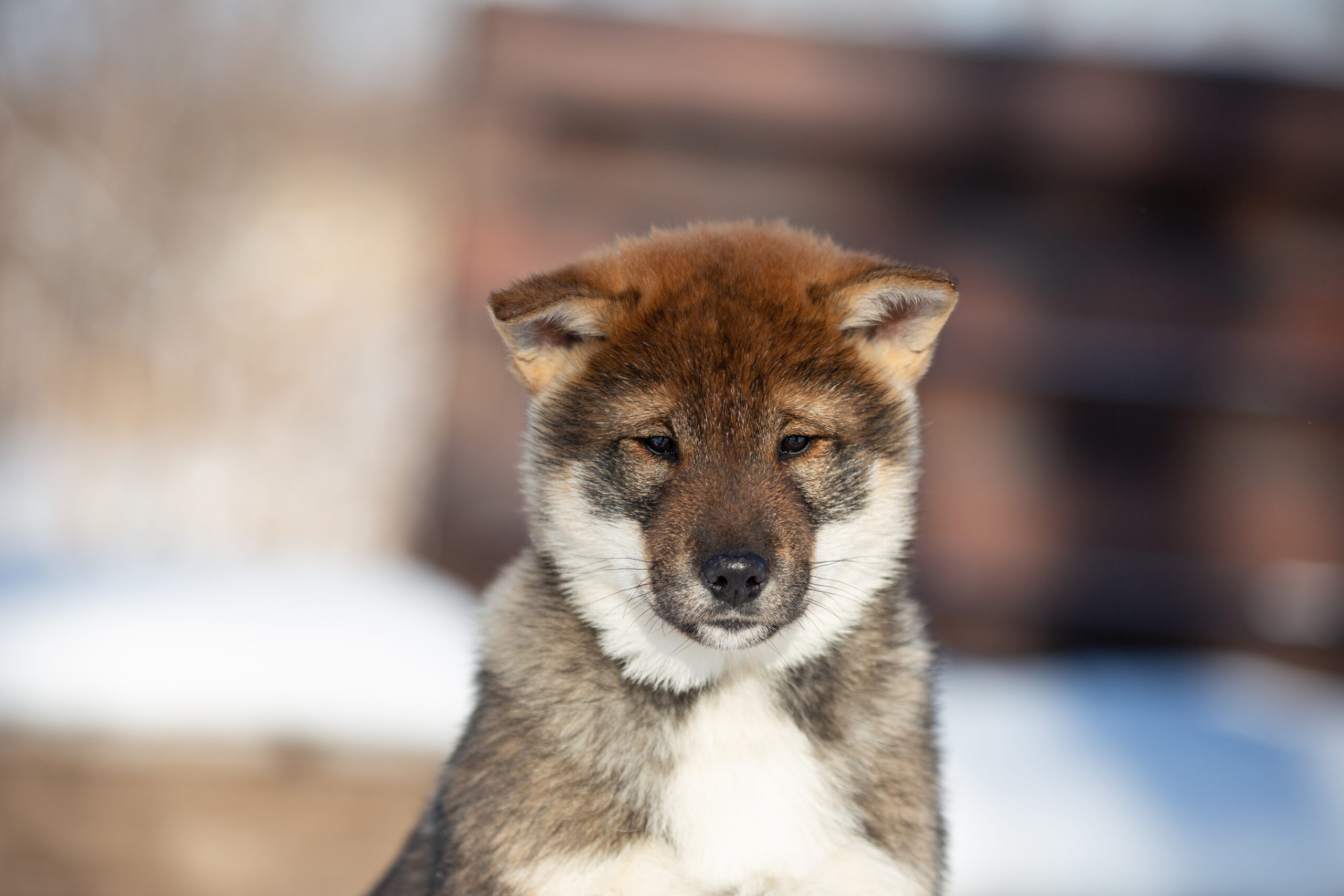 Shikoku - Dog Breed Information & Characteristics - FurLyfe!