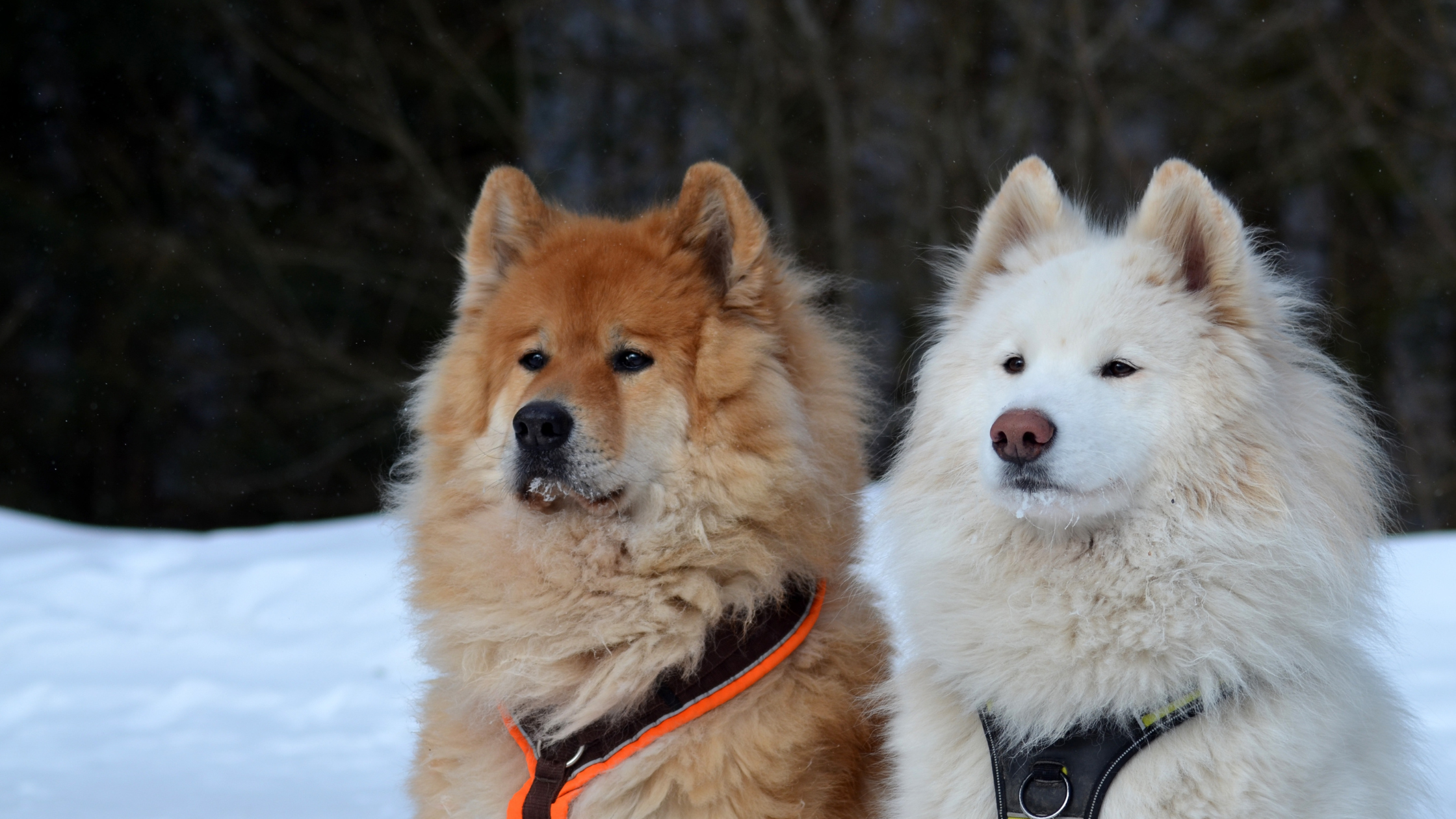 Samoyed - Dog Breed Information & Characteristics - FurLyfe!