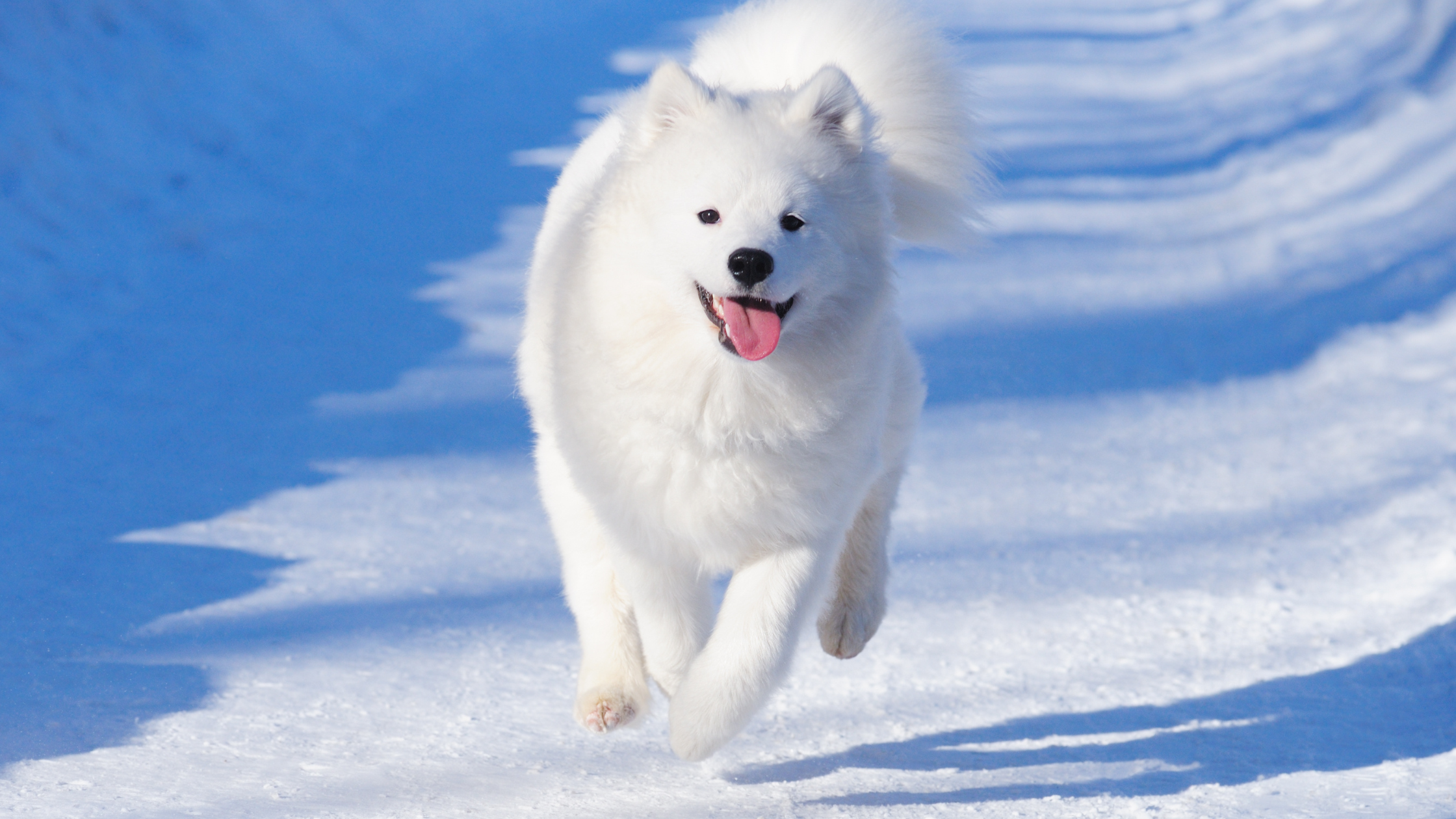 Samoyed - Dog Breed Information & Characteristics - FurLyfe!