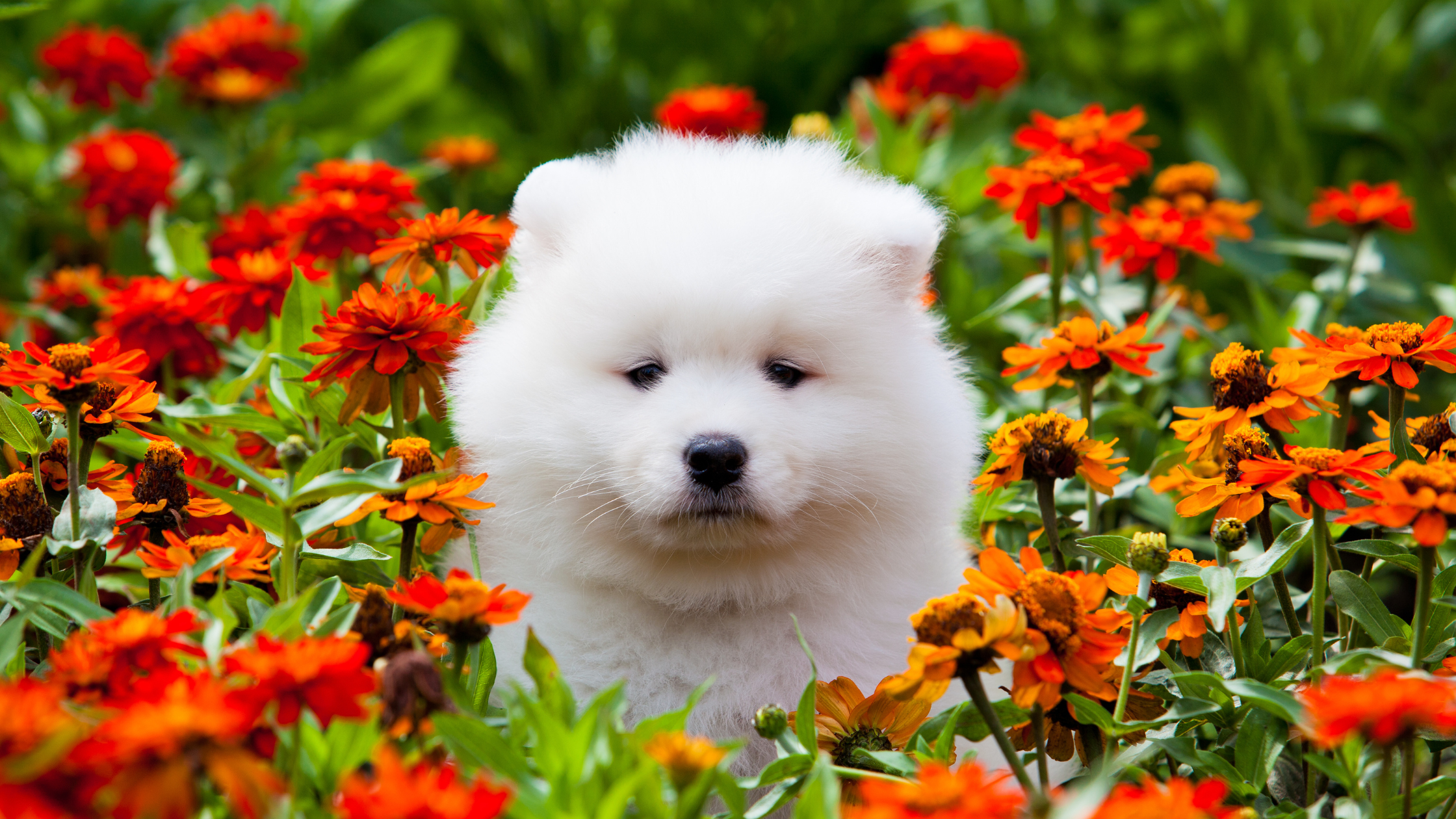 Samoyed - Dog Breed Information & Characteristics - FurLyfe!