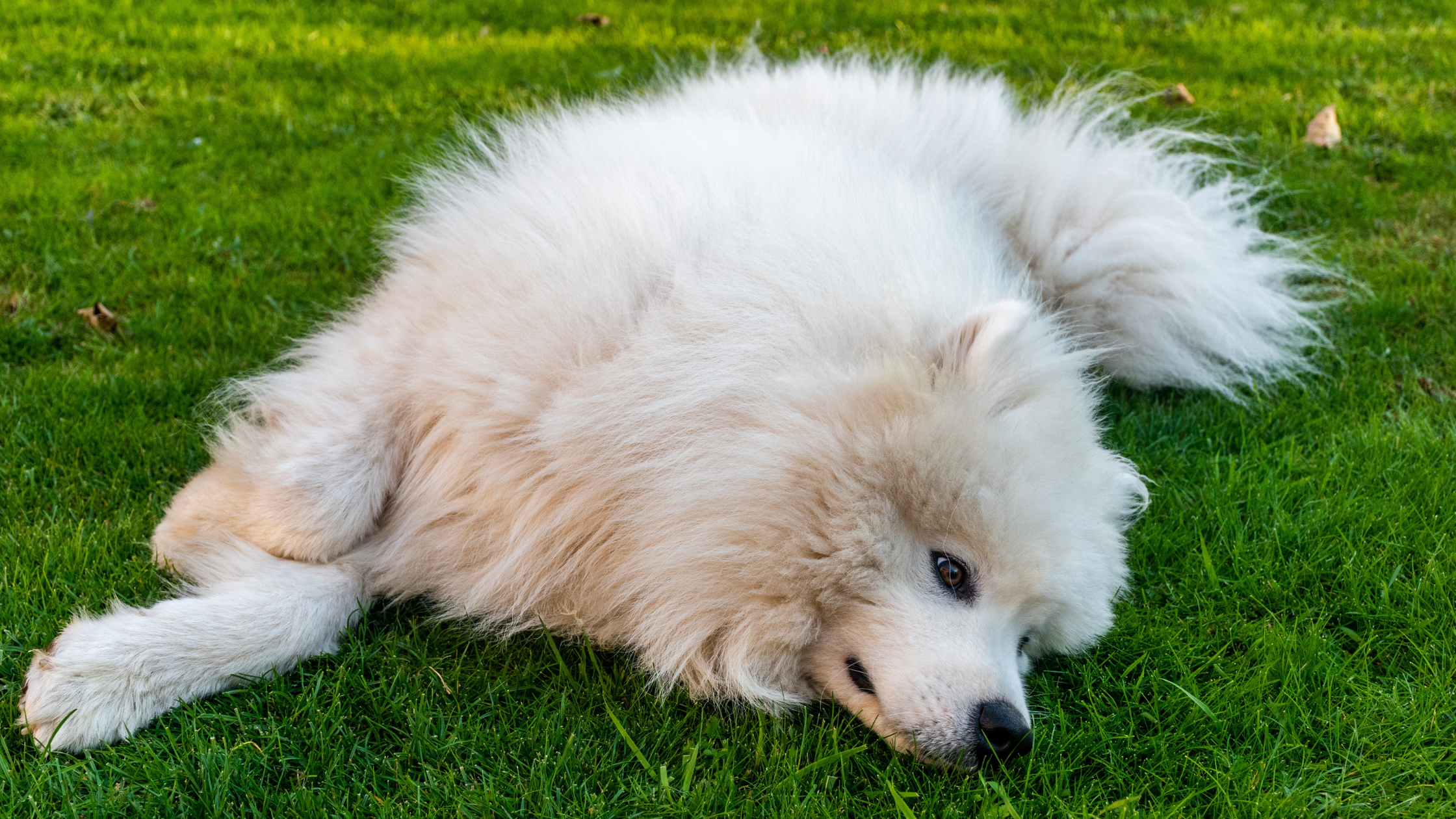 Samoyed - Dog Breed Information & Characteristics - FurLyfe!