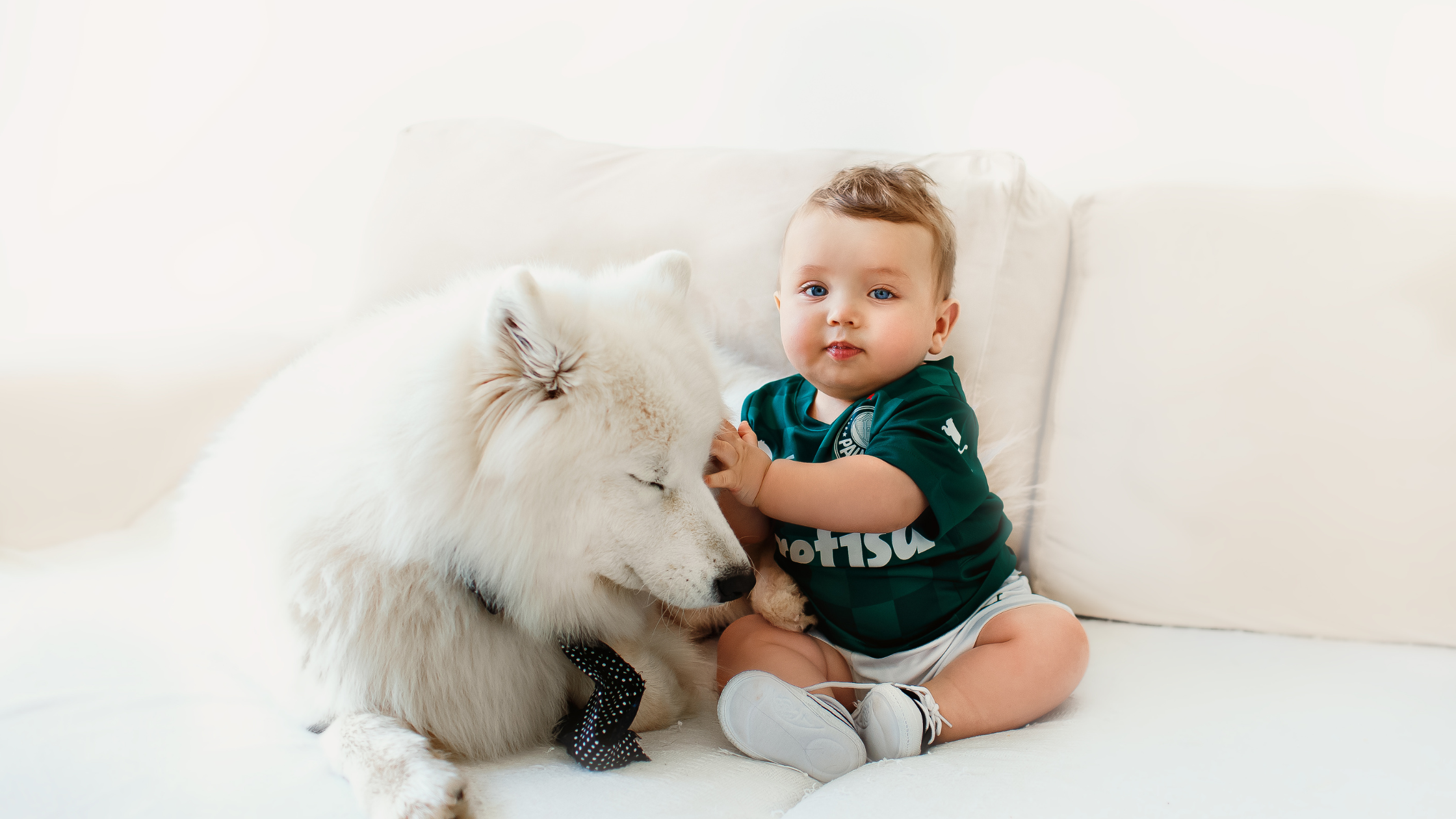 Samoyed - Dog Breed Information & Characteristics - FurLyfe!