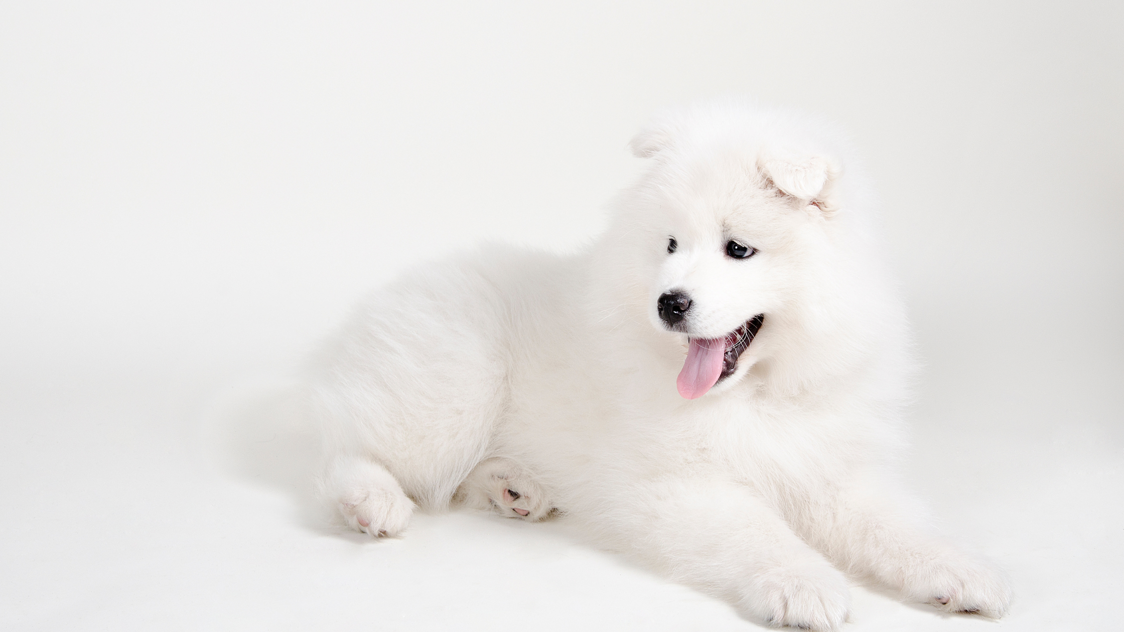 Samoyed - Dog Breed Information & Characteristics - FurLyfe!