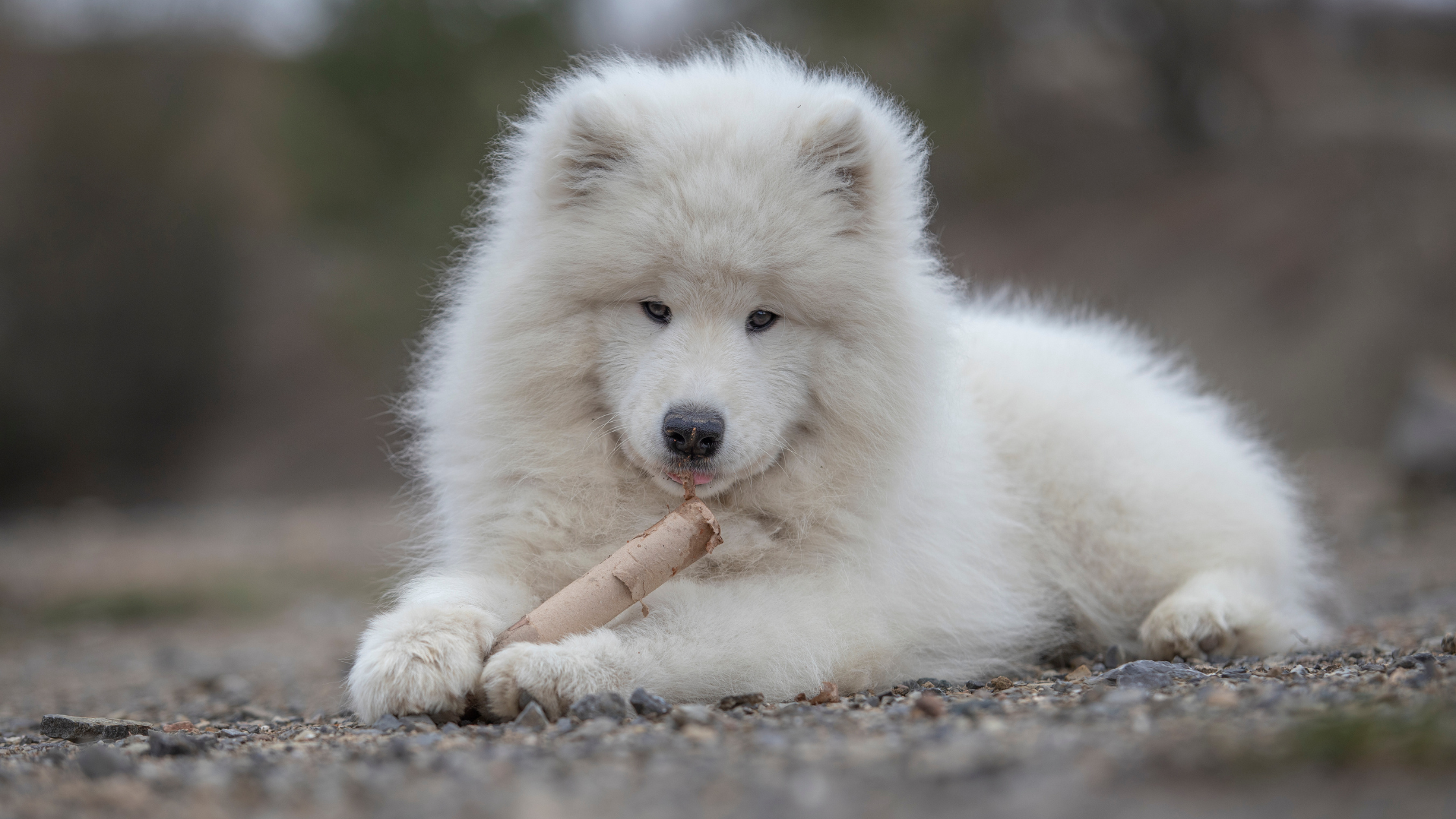Samoyed - Dog Breed Information & Characteristics - FurLyfe!