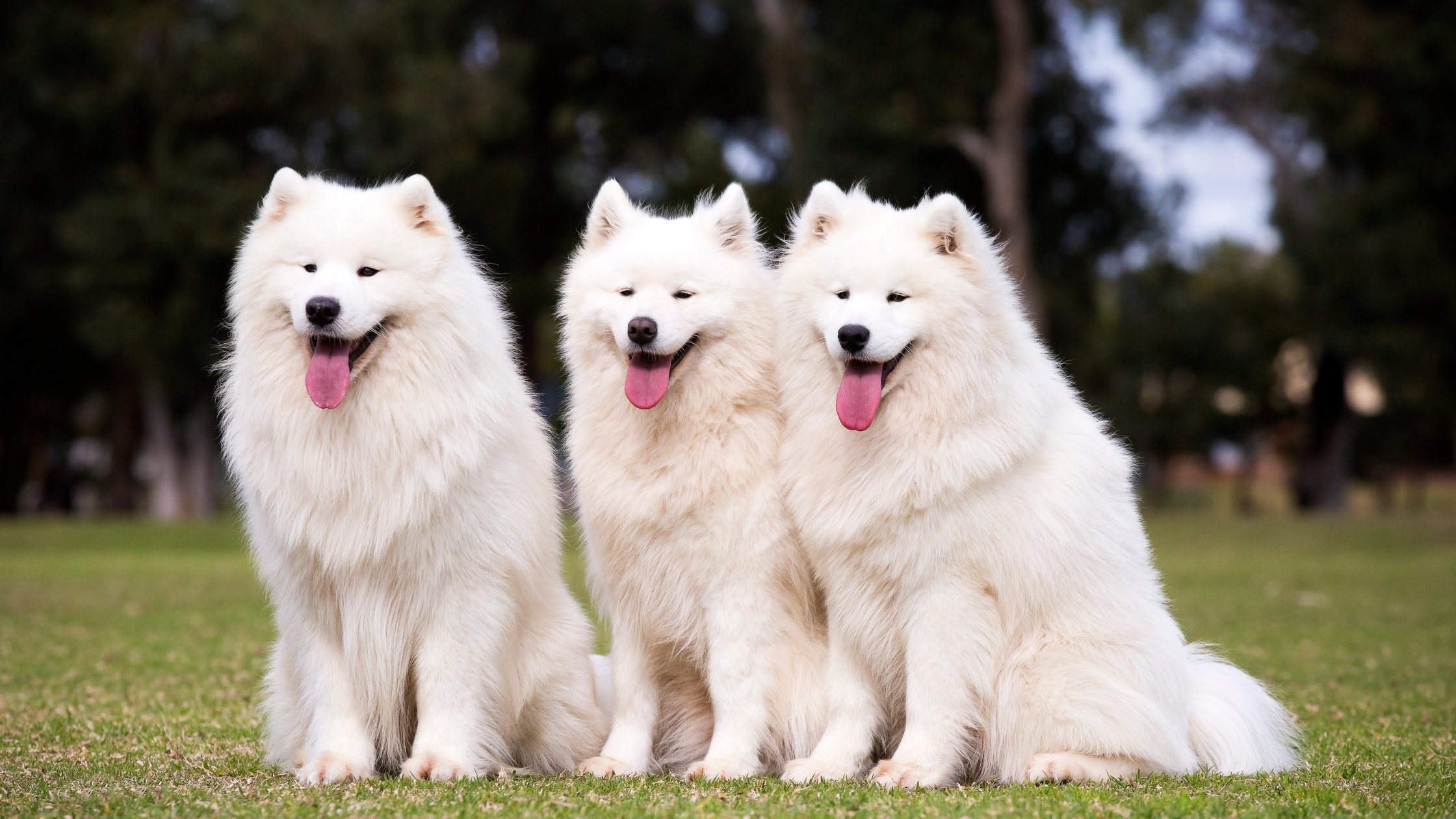 Samoyed - Dog Breed Information & Characteristics - FurLyfe!