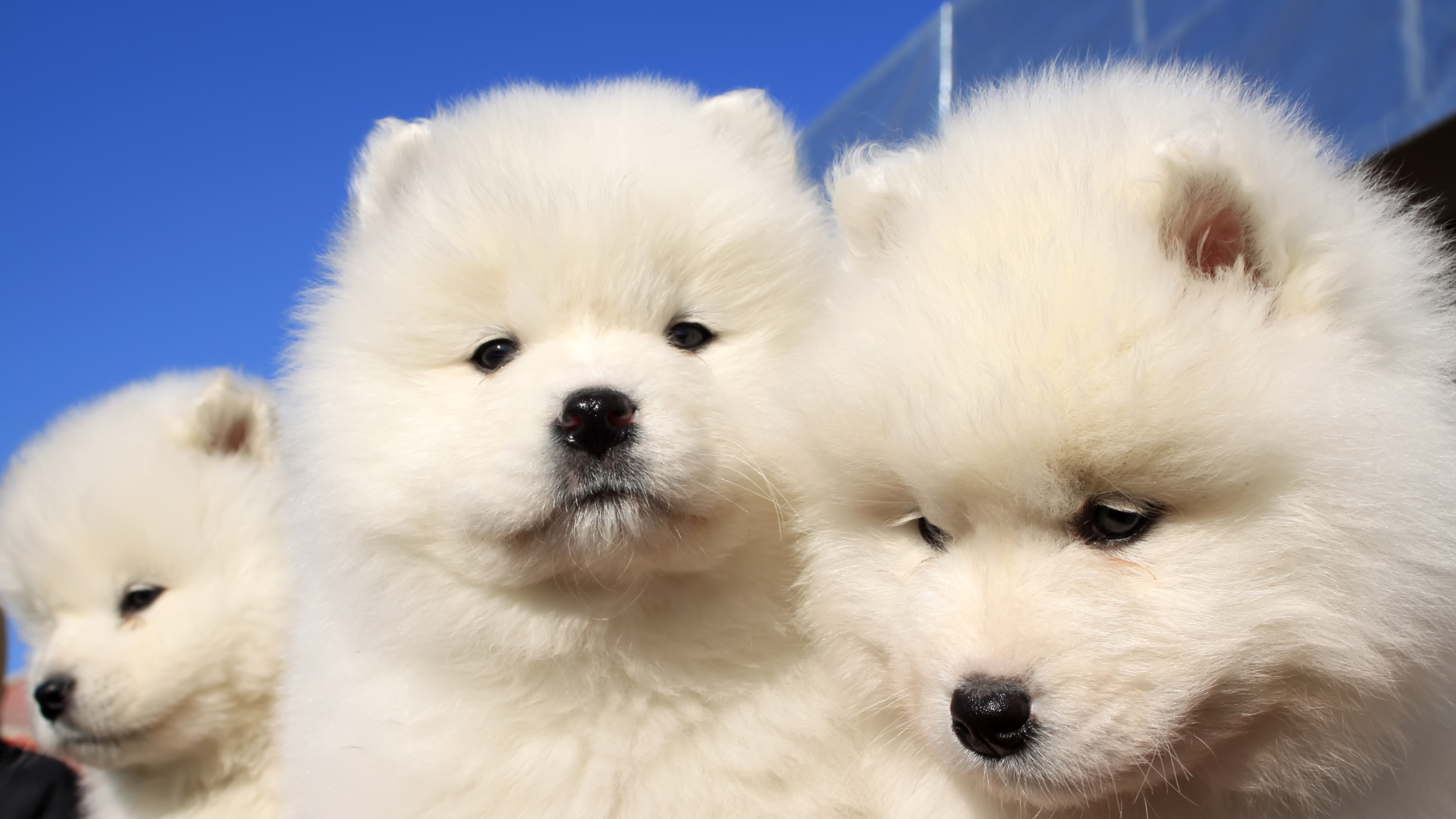 Samoyed - Dog Breed Information & Characteristics - FurLyfe!