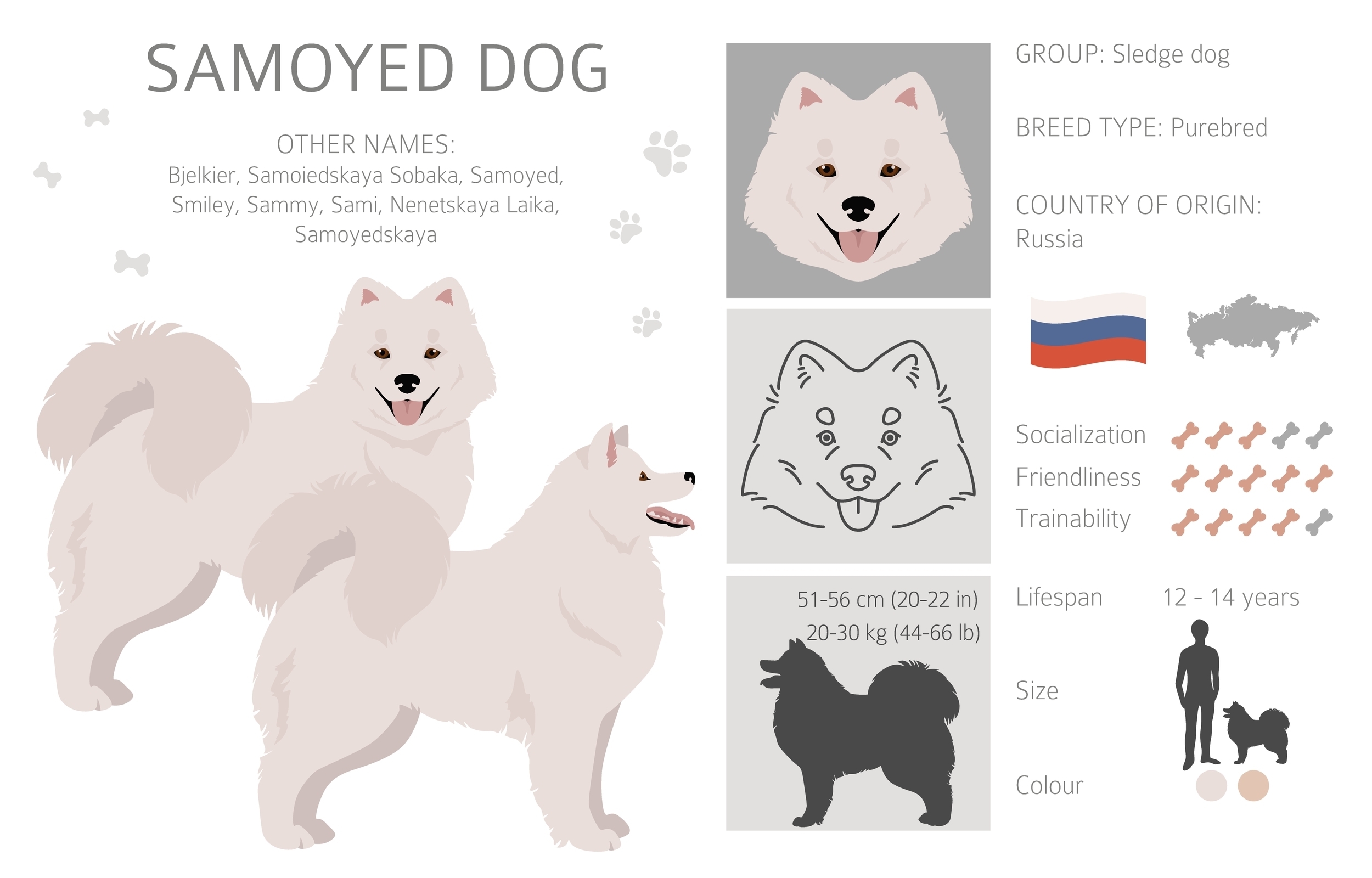 Samoyed - Dog Breed Information & Characteristics - FurLyfe!