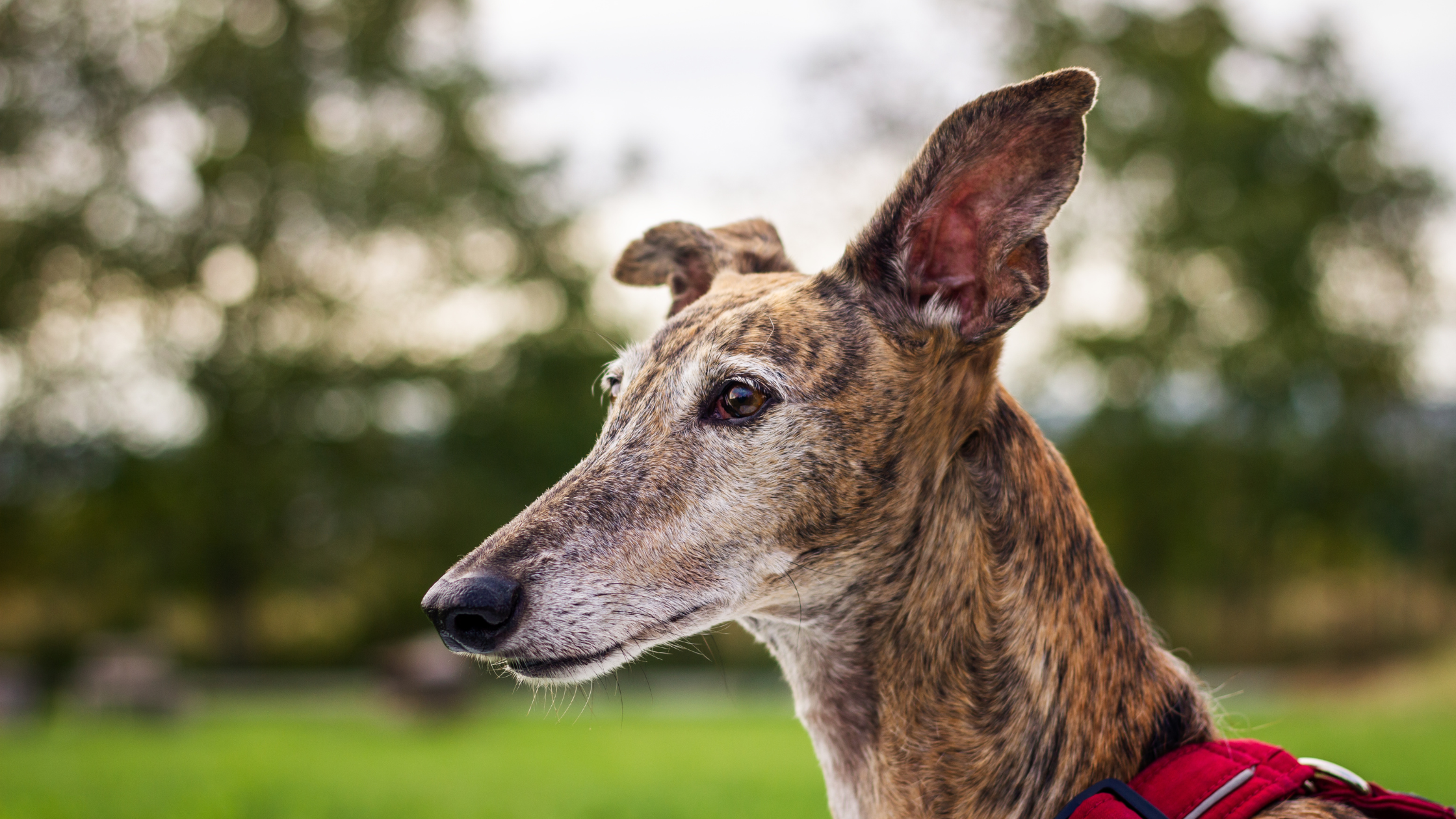 Spanish Greyhound - FurLyfe!