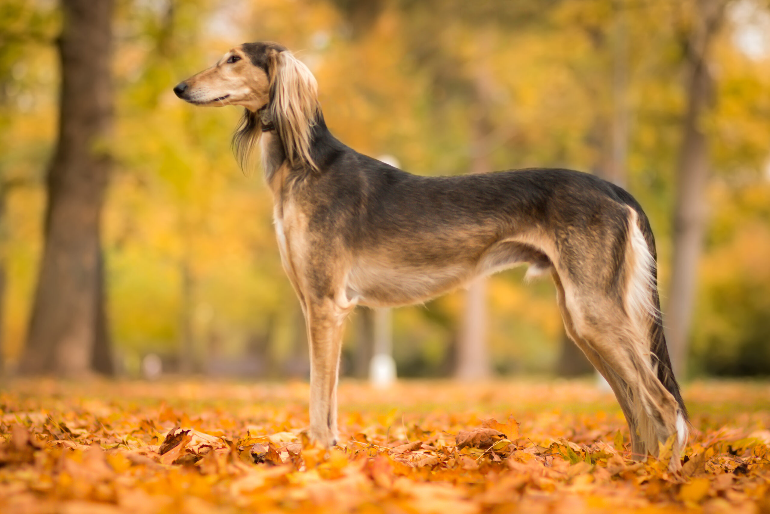 Saluki - Dog Breed Information & Characteristics - FurLyfe!