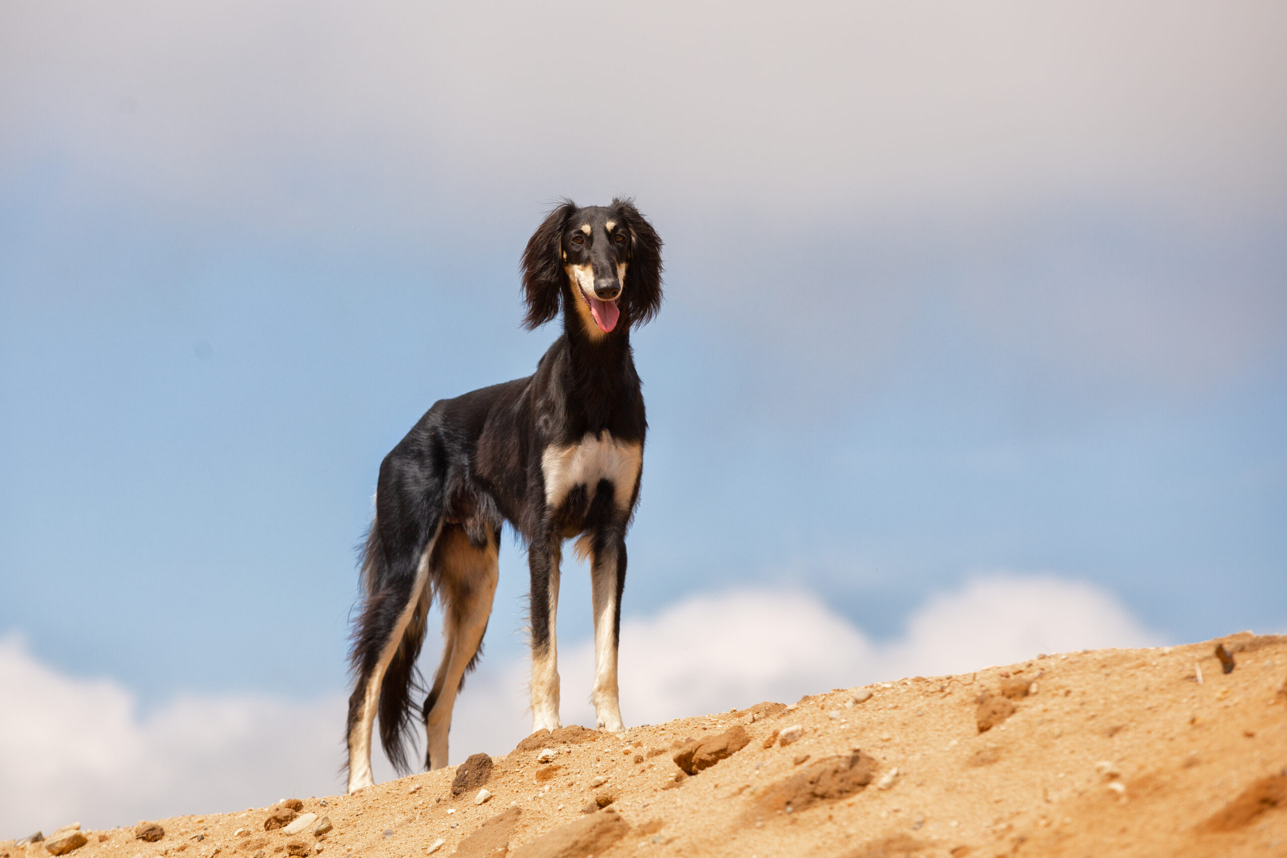 Saluki - Dog Breed Information & Characteristics - FurLyfe!