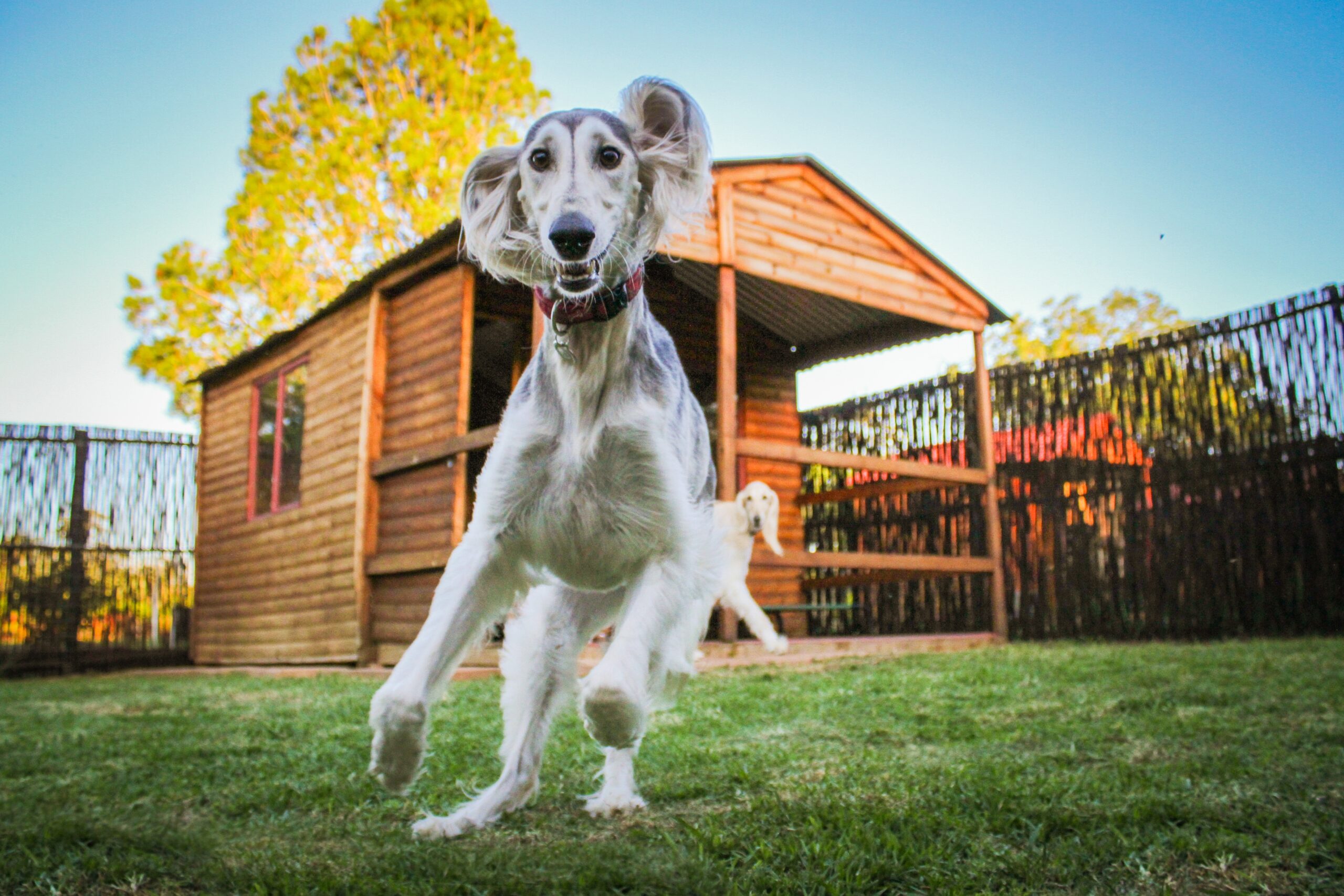Saluki - Dog Breed Information & Characteristics - FurLyfe!