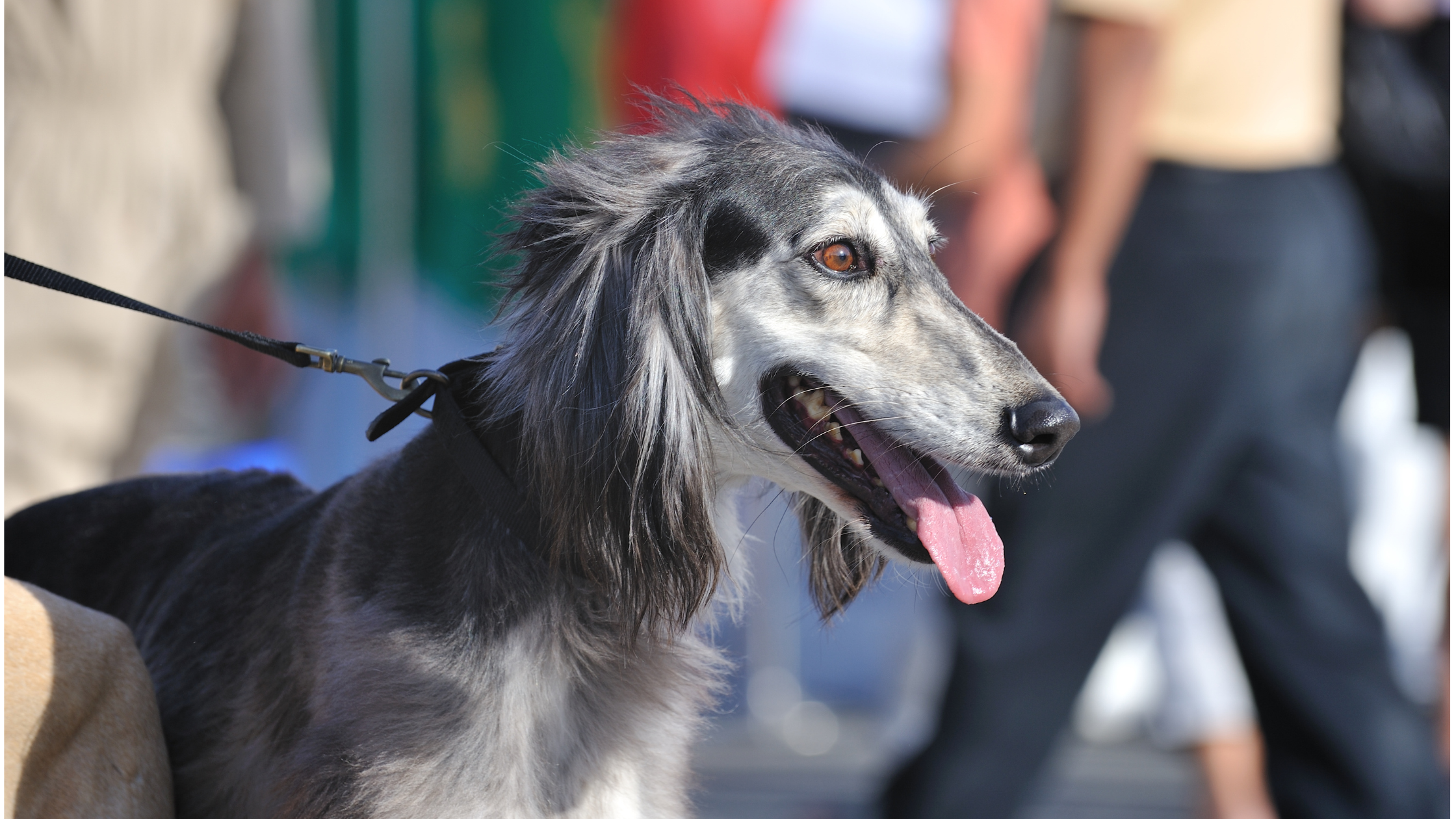 Saluki - Dog Breed Information & Characteristics - FurLyfe!