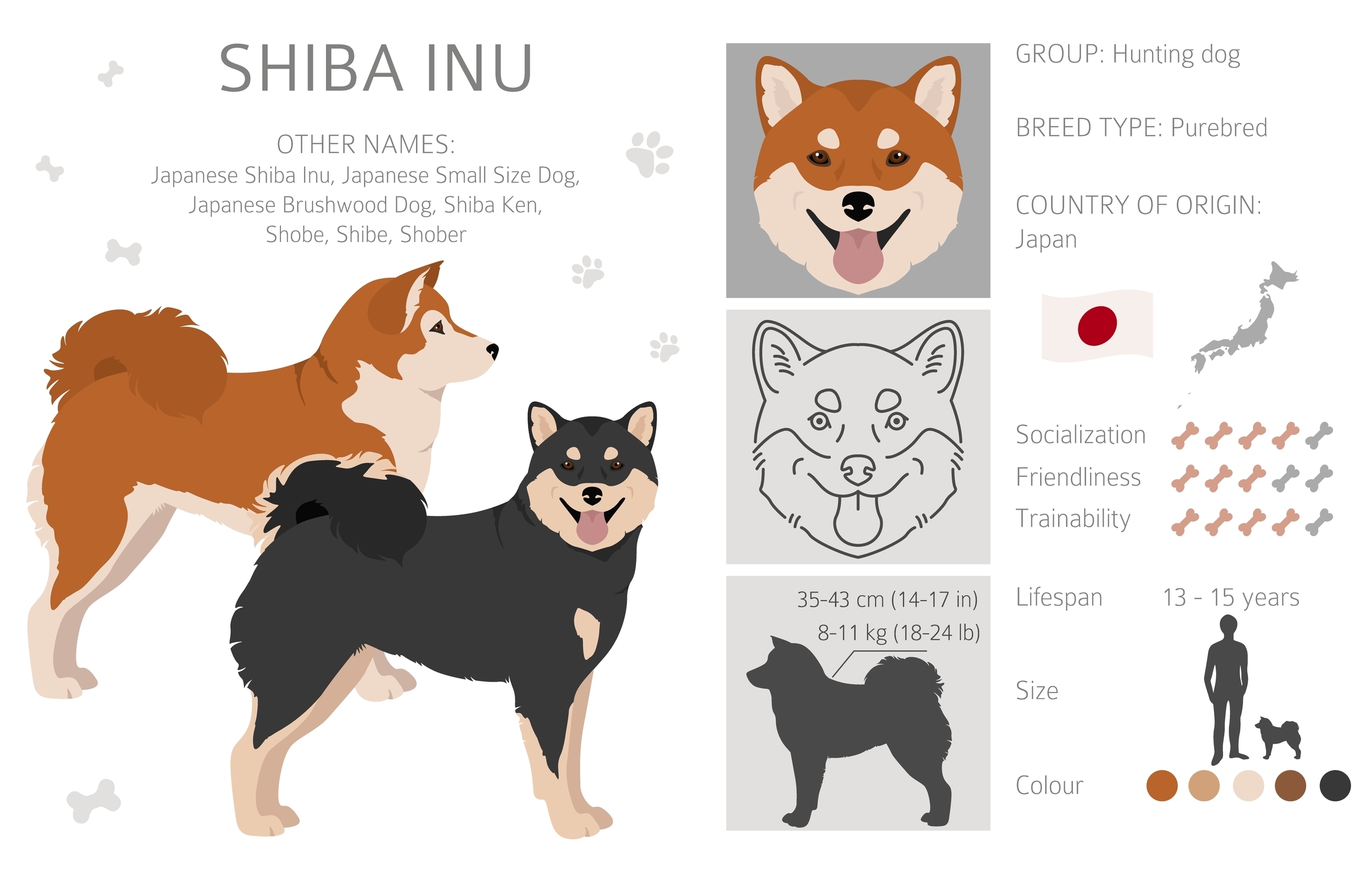 Shiba Inu - Dog Breed Information & Characteristics - FurLyfe!