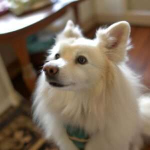 Pomimo: An American Eskimo Dog Pomeranian Mixed Breed Dog - FurLyfe!