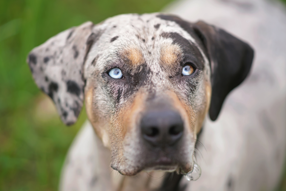 Catahoula Leopard Dog: A Detailed Exploration of Louisiana’s State Dog ...