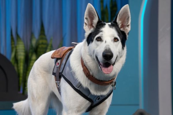 What Dog Breed Is Bolt, The Famous Movie Character? - FurLyfe!