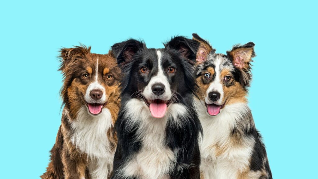 Most Smartest Dog Breeds: Ranking the Most Intelligent Pups - FurLyfe!