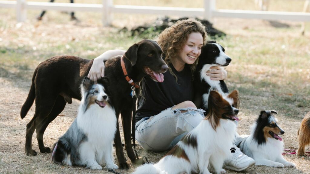 10 Most Trainable Dog Breeds - FurLyfe!