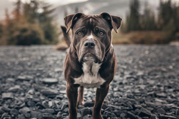 Understanding The 10 Most Stubborn Dog Breeds | FurLyfe!