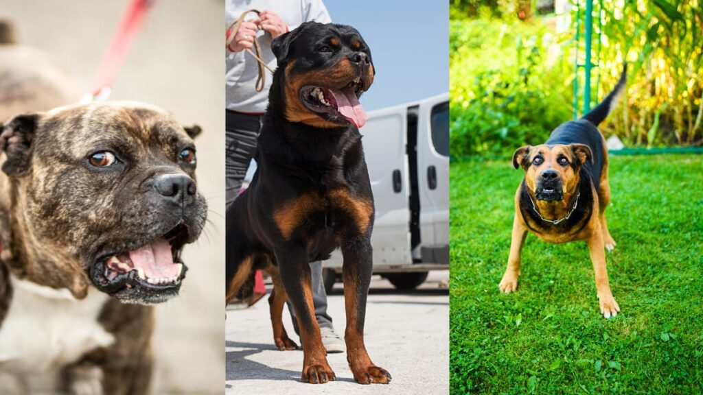 The 10 Most Aggressive Dog Breeds - FurLyfe!