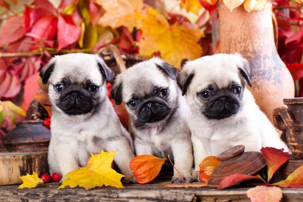 Top 10 Most Friendliest Dog Breeds for Families and Companions - FurLyfe!