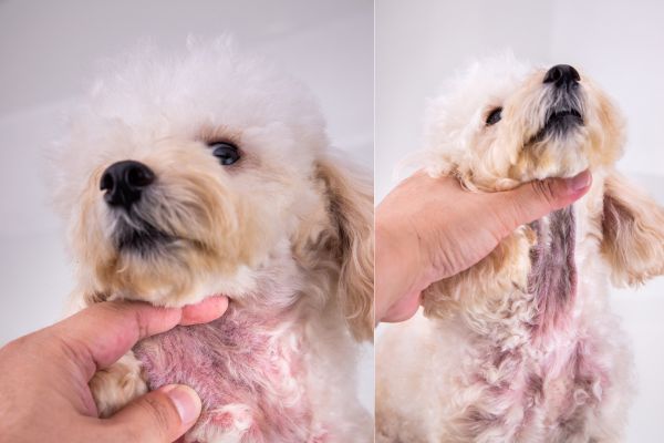 Most Common Dog Allergies: Causes, Symptoms, and Solutions