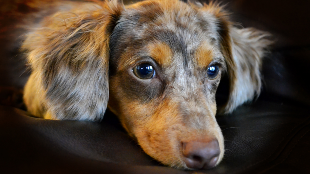 Chiweenie 101: A Complete Guide to the Playful Chihuahua-Dachshund ...